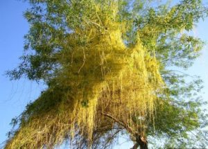 14 Types Of Vines That Grow On Trees - AMERICAN GARDENER