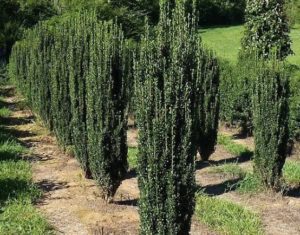 40 Different Types of Holly Trees And Shrubs - AMERICAN GARDENER