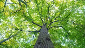 32 Types of Deciduous Trees: List of Deciduous Trees With Pictures ...