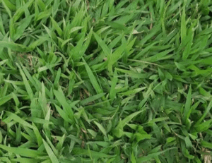 12 Different Kinds of Grass Used on Golf Courses - AMERICAN GARDENER