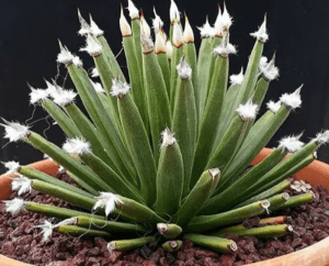 30 Types of Agave Plants And How To Grow Them - AMERICAN GARDENER