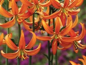 21 Types of Orange Lilies And How To Grow Them - AMERICAN GARDENER