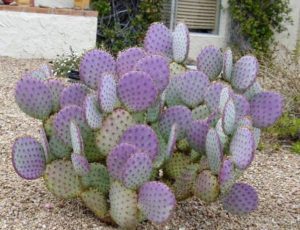 10 Purple Cactus Varieties: Cactus With Purple Flowers And Flesh ...