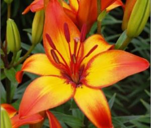 Yellow Lilies: 18 Varieties of Yellow Lily Flowers - AMERICAN GARDENER