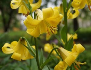 Yellow Lilies: 18 Varieties of Yellow Lily Flowers - AMERICAN GARDENER
