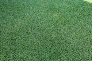 18 Types of Bermuda Grass For Lawn, Hay, and Golf (With Pictures ...