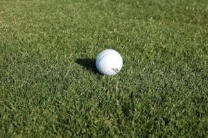 18 Types of Bermuda Grass For Lawn, Hay, and Golf (With Pictures ...