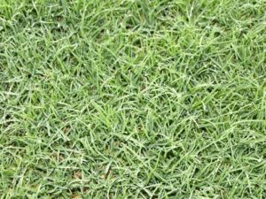 12 Different Kinds of Grass Used on Golf Courses - AMERICAN GARDENER