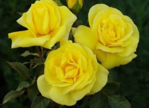28 Yellow Rose Varieties ( With Name & Pictures) - AMERICAN GARDENER