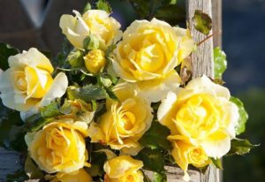 28 Yellow Rose Varieties ( With Name & Pictures) - AMERICAN GARDENER