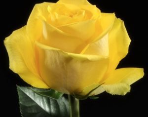 28 Yellow Rose Varieties ( With Name & Pictures) - AMERICAN GARDENER