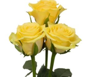 28 Yellow Rose Varieties ( With Name & Pictures) - AMERICAN GARDENER