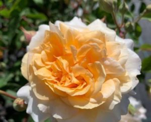 28 Yellow Rose Varieties ( With Name & Pictures) - AMERICAN GARDENER