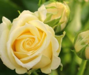 28 Yellow Rose Varieties ( With Name & Pictures) - AMERICAN GARDENER