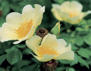 28 Yellow Rose Varieties ( With Name & Pictures) - AMERICAN GARDENER