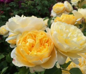 28 Yellow Rose Varieties ( With Name & Pictures) - AMERICAN GARDENER