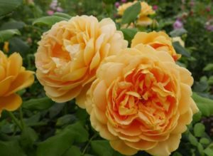 28 Yellow Rose Varieties ( With Name & Pictures) - AMERICAN GARDENER