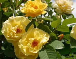 28 Yellow Rose Varieties ( With Name & Pictures) - AMERICAN GARDENER