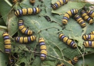 Black And Yellow Caterpillars: (With How To Identify Them) - AMERICAN ...