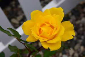 28 Yellow Rose Varieties ( With Name & Pictures) - AMERICAN GARDENER