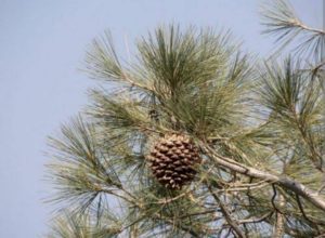 21 Popular California Trees - AMERICAN GARDENER