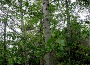 21 Popular California Trees - AMERICAN GARDENER