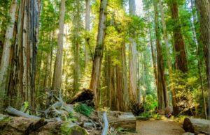 21 Popular California Trees - AMERICAN GARDENER