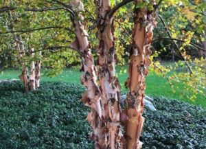 21 Popular California Trees - AMERICAN GARDENER