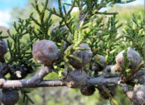 21 Popular California Trees - AMERICAN GARDENER