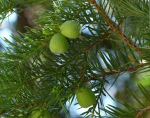 21 Popular California Trees - AMERICAN GARDENER