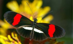17 Red Butterfly Species— Identification Guide