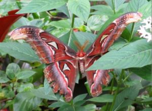 17 Red Butterfly Species— Identification Guide - AMERICAN GARDENER