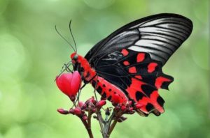 17 Red Butterfly Species— Identification Guide - AMERICAN GARDENER