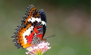 17 Red Butterfly Species— Identification Guide - AMERICAN GARDENER