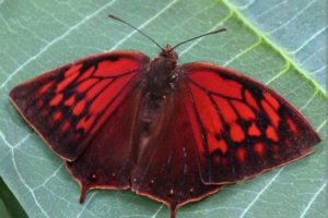17 Red Butterfly Species— Identification Guide - AMERICAN GARDENER