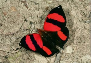 17 Red Butterfly Species— Identification Guide - AMERICAN GARDENER