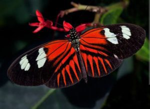 17 Red Butterfly Species— Identification Guide - AMERICAN GARDENER