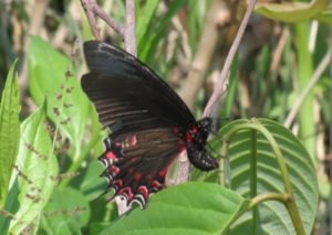 17 Red Butterfly Species— Identification Guide - AMERICAN GARDENER