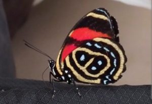 17 Red Butterfly Species— Identification Guide - AMERICAN GARDENER