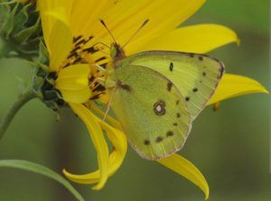 21 Types of Yellow Butterfly Species — Identification Guide - AMERICAN ...