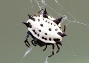 Types of White Spiders — Identification Guide - AMERICAN GARDENER