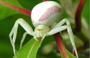 Types of White Spiders — Identification Guide - AMERICAN GARDENER