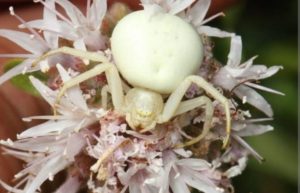 Types of White Spiders — Identification Guide - AMERICAN GARDENER