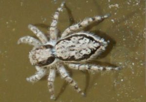 Types of White Spiders — Identification Guide - AMERICAN GARDENER