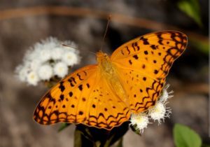 Types of Orange Butterflies — Identification Guide - AMERICAN GARDENER
