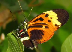 Types of Orange Butterflies — Identification Guide - AMERICAN GARDENER