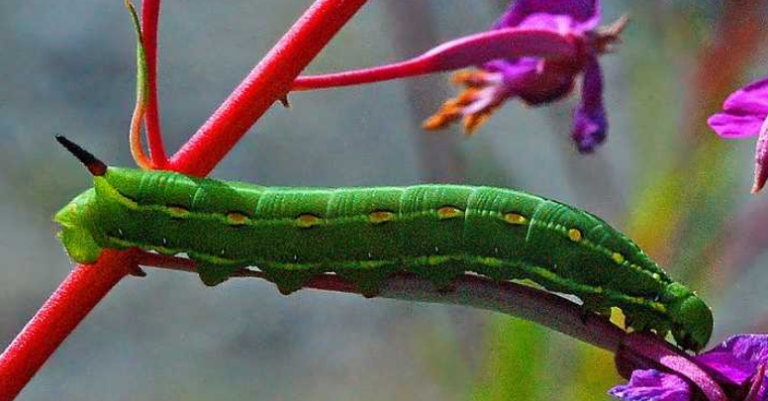 52 Types Of Green Caterpillars, How To Identify Them & Pictures ...