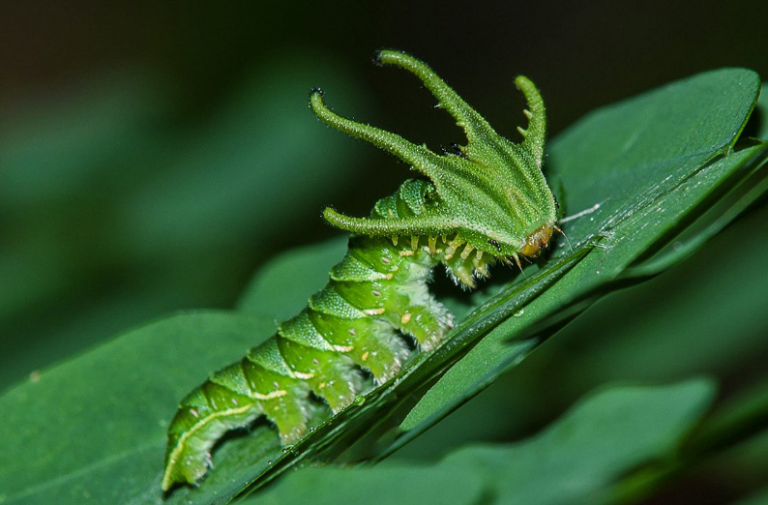 52 Types Of Green Caterpillars, How To Identify Them & Pictures ...