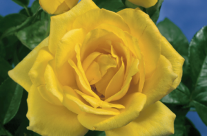 Oregold Rose: Facts, How To Grow & Care - AMERICAN GARDENER