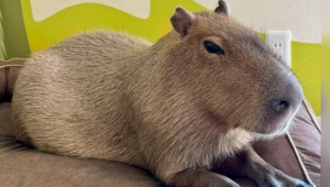 Capybara: Facts, Pictures, Habitats & Behavior - AMERICAN GARDENER